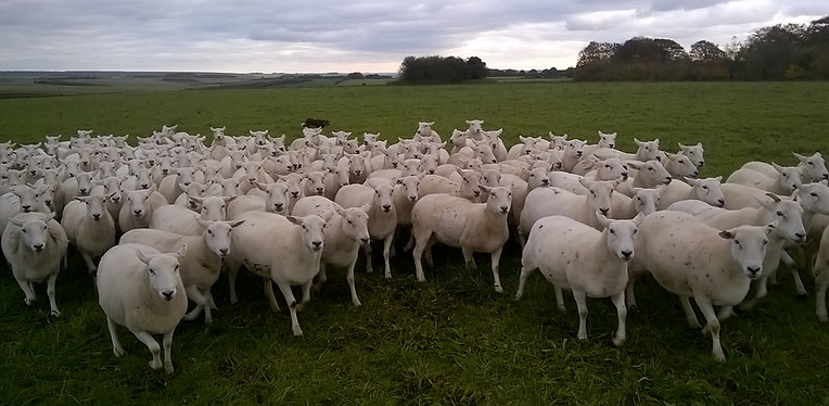 Moving ewes | Exlana